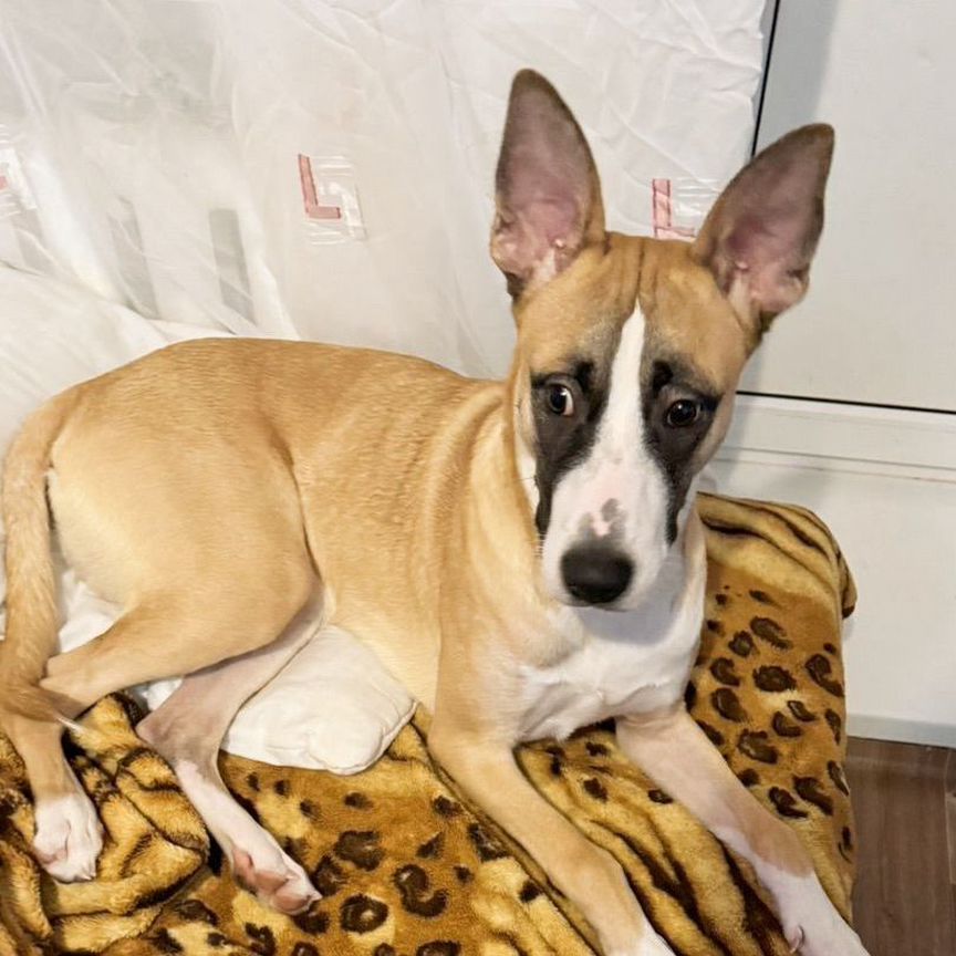 Отдам в добрые руки щенка 8 месяцев