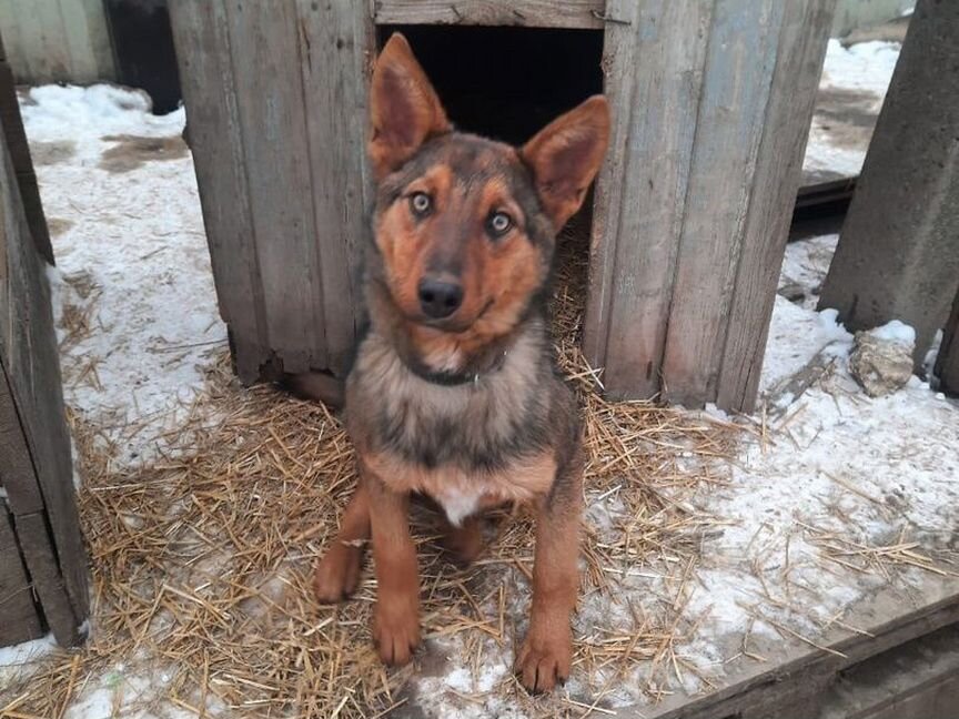 Пес Байкал в добрые руки