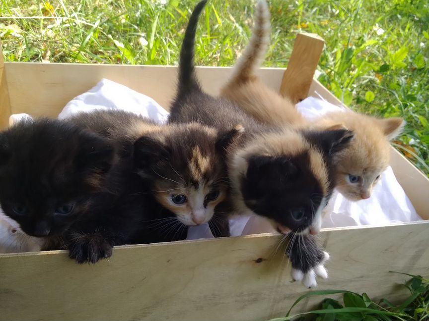 Котята редкого черепахового окраса