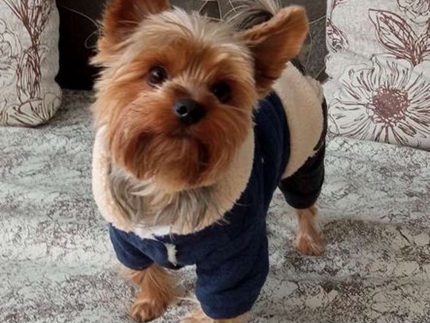 Вязка. Джентльмен приглашает даму на свидание