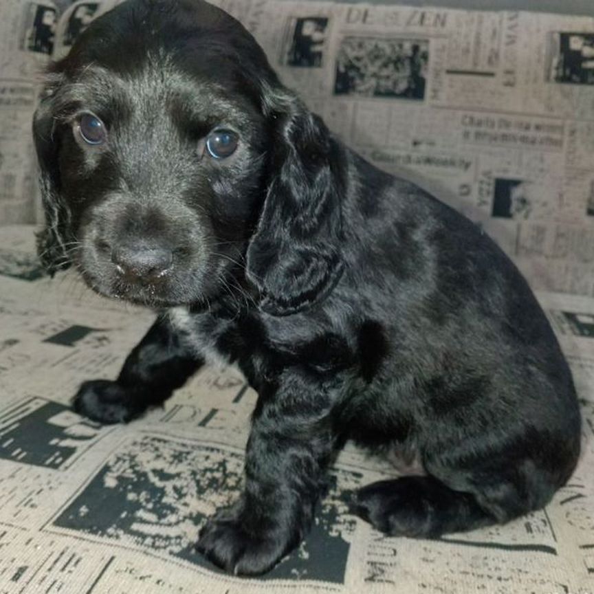 Щенки русского охотничего спаниеля