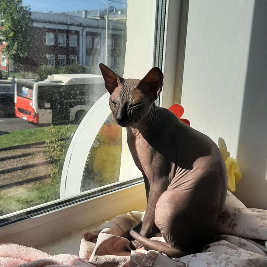 Сфинкс. 2 года