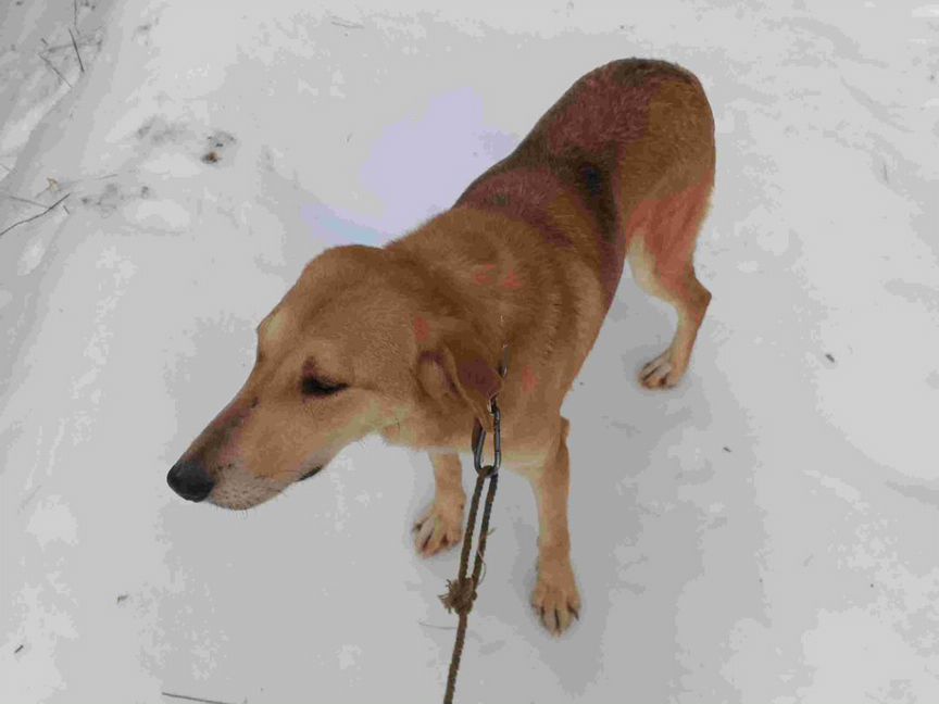 Продажа русских гончих