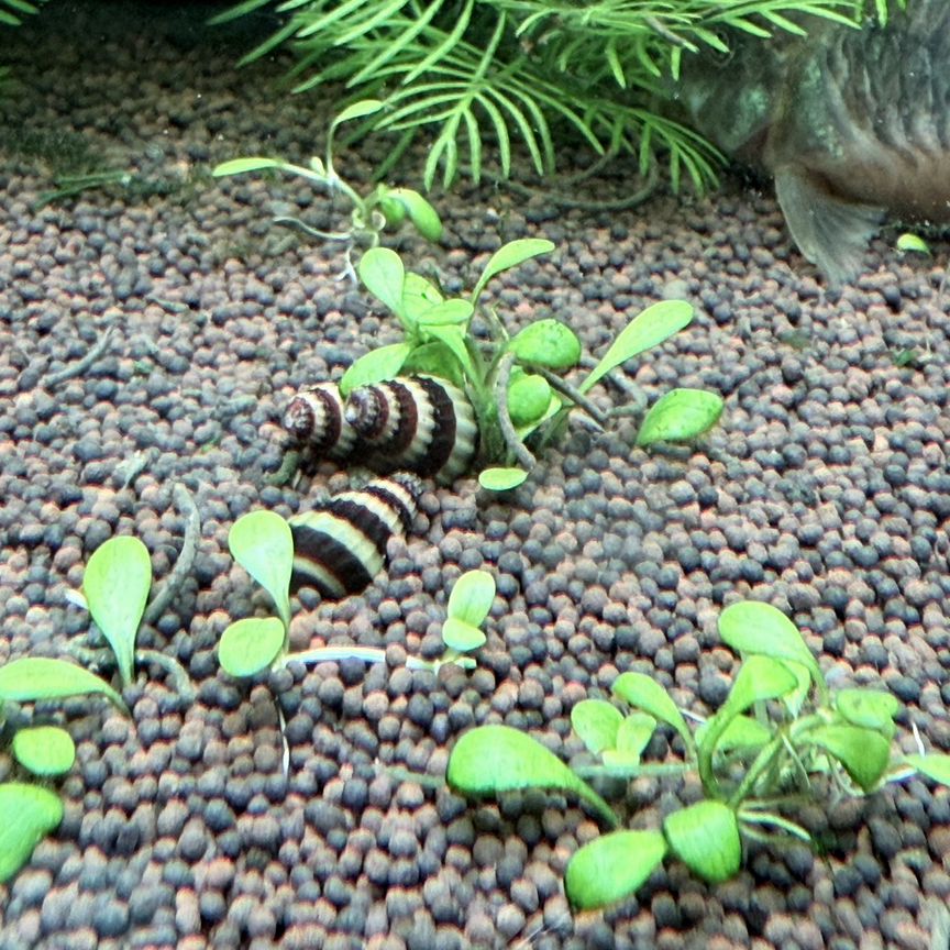 Улитка Хелена