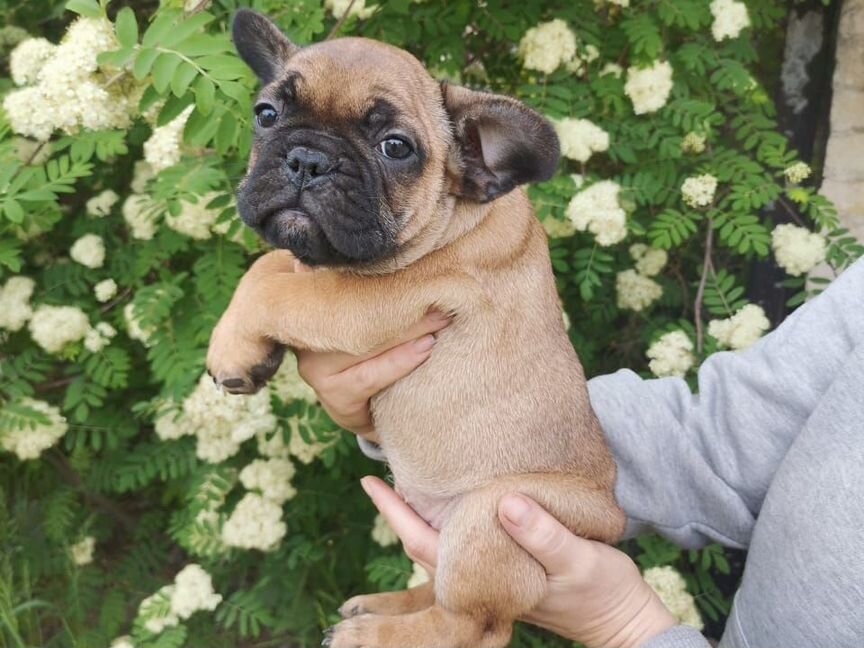 Щенки французский бульдог