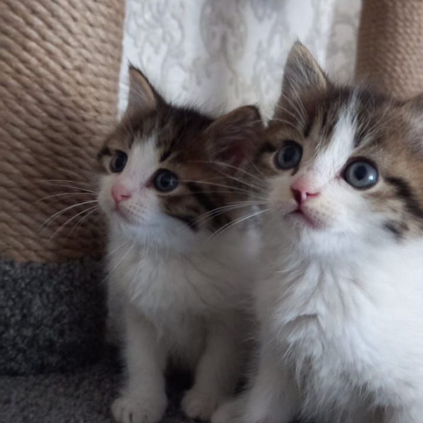 Котята котики в добрые руки