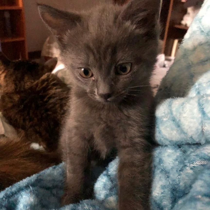 Котенок серый девочка