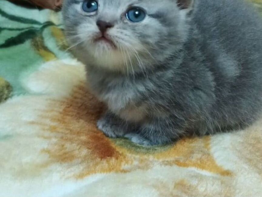 Шотландская