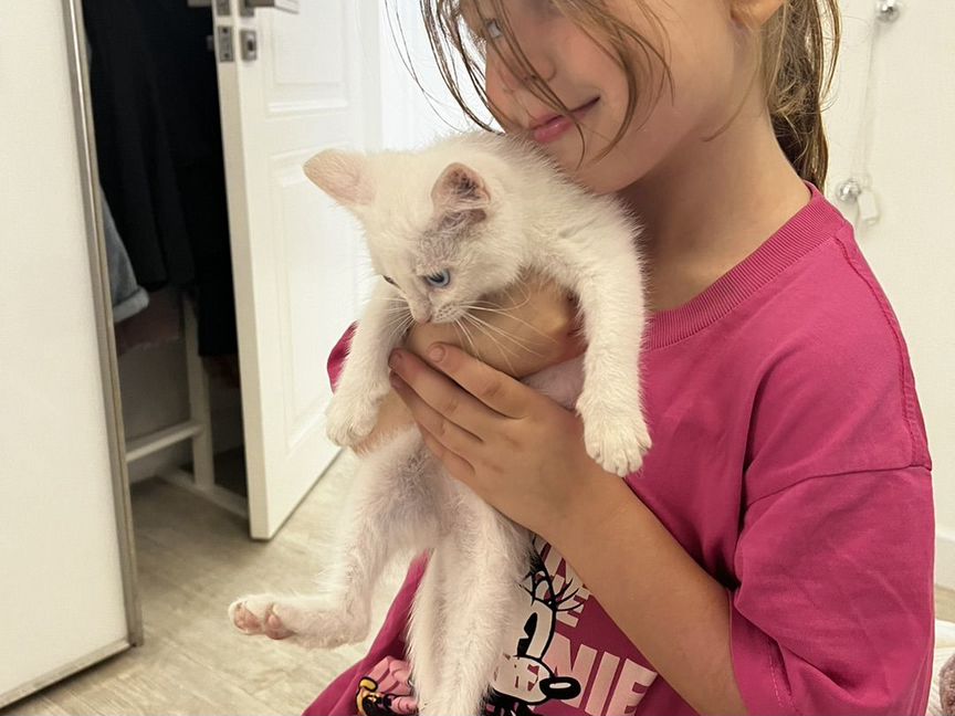 Котенок турецкий ван девочка