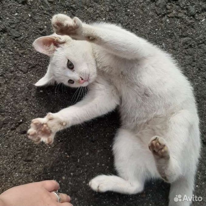 Котёнок. Зеленоглазая блондинка