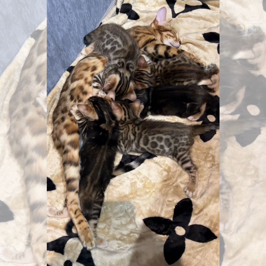 Бенгальские котята