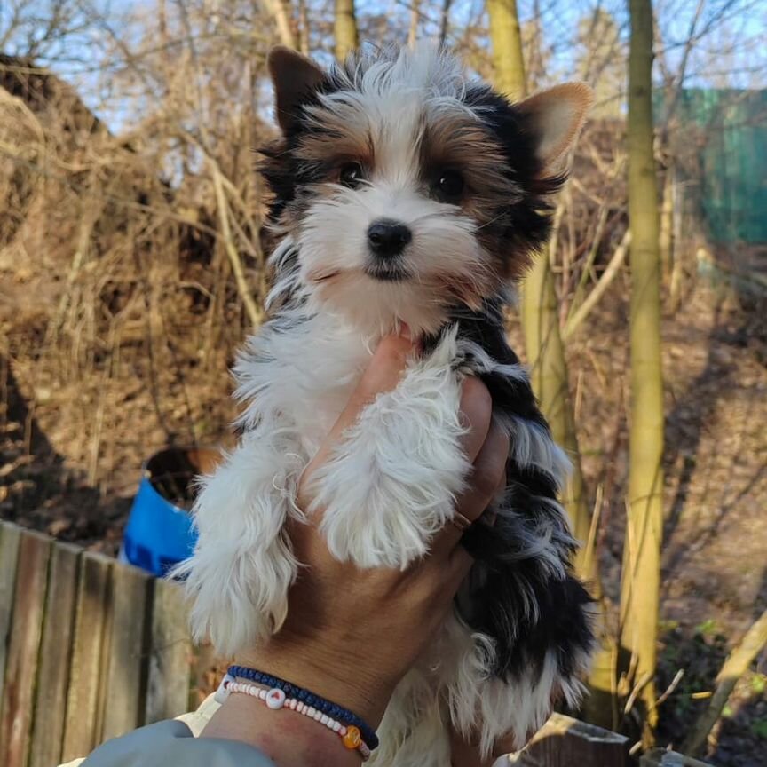 Бивер мальчик