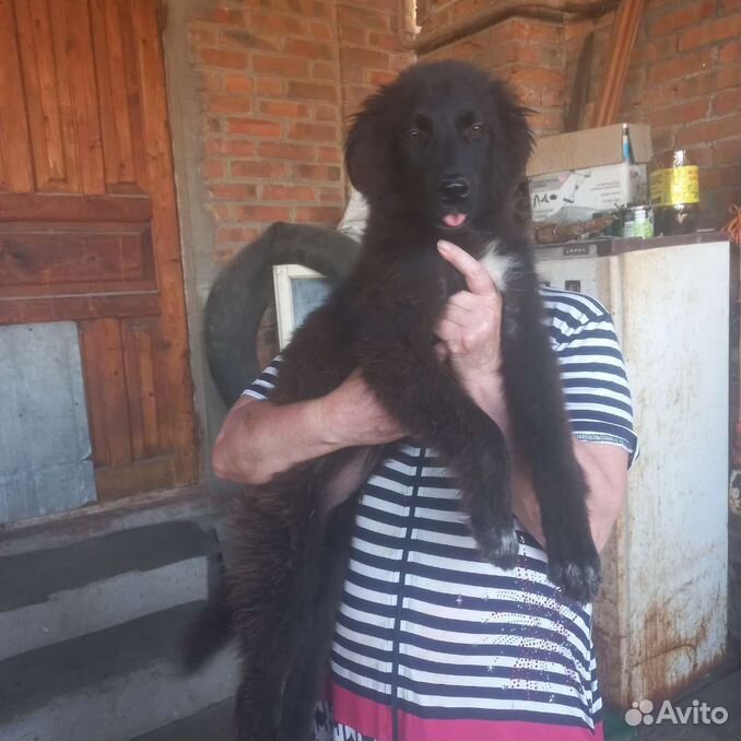 Ньюфаундленд