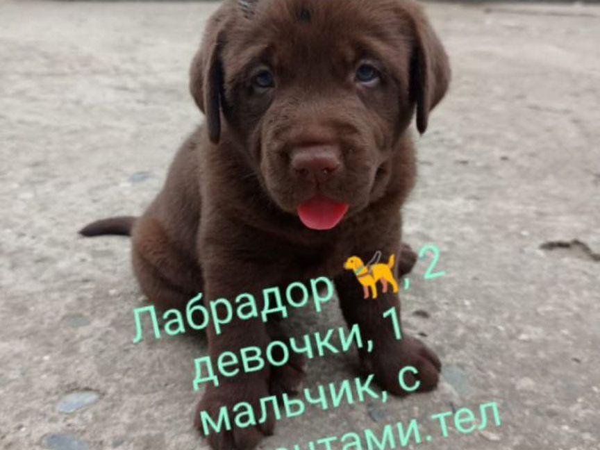 Щенки лабрадора шоколадные