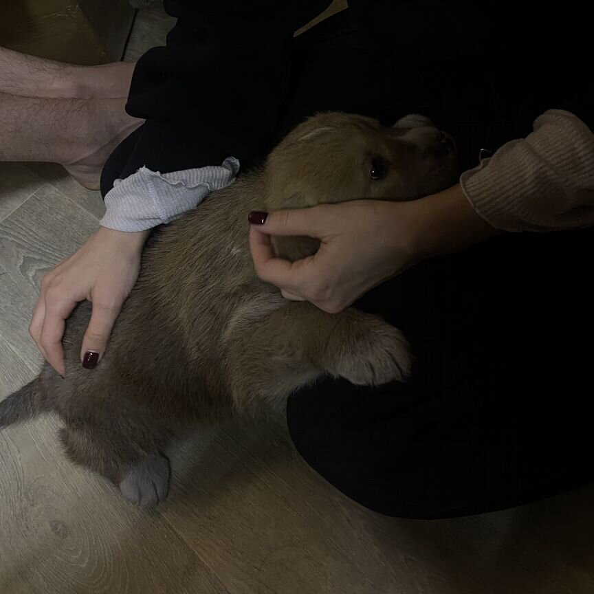 Щенок в добрые руки