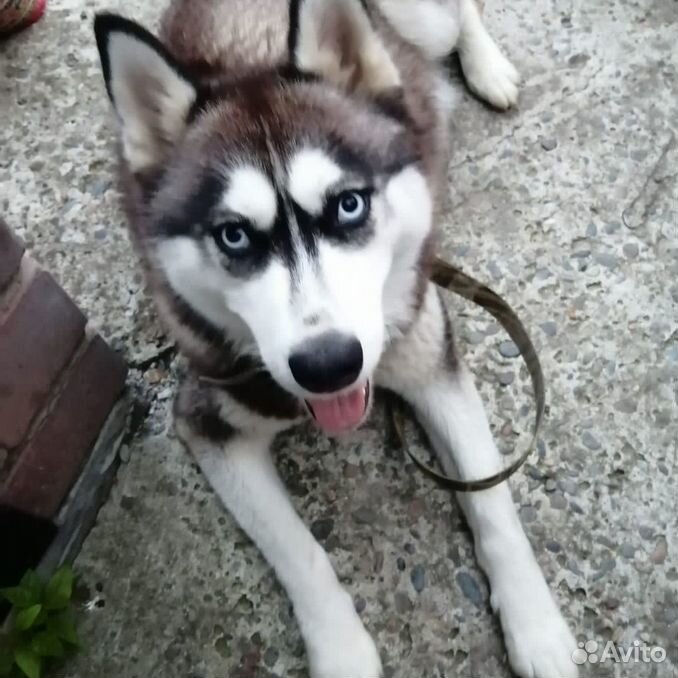 Девочка Хаски ищет дом