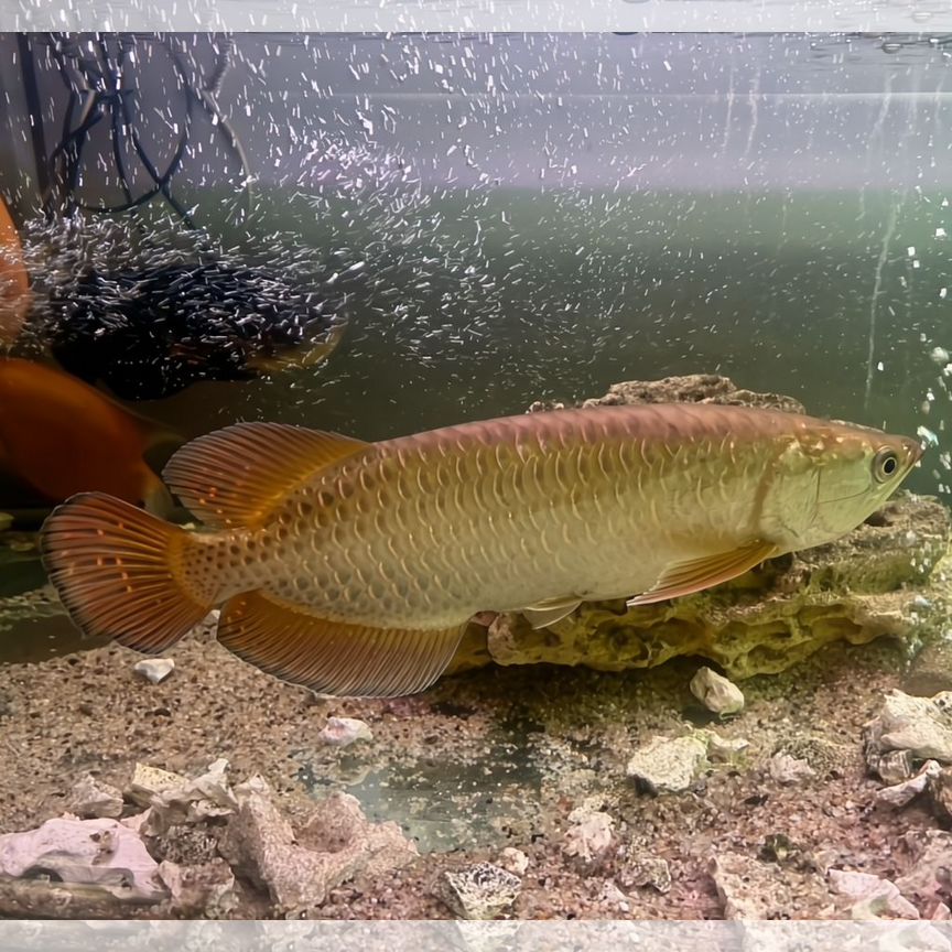 Арована джардини