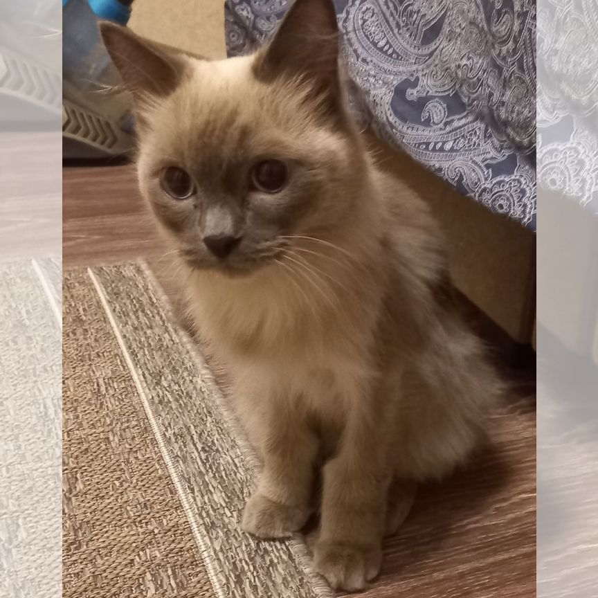 Кошка молодая,стерилизованная,чистая (со справкой)