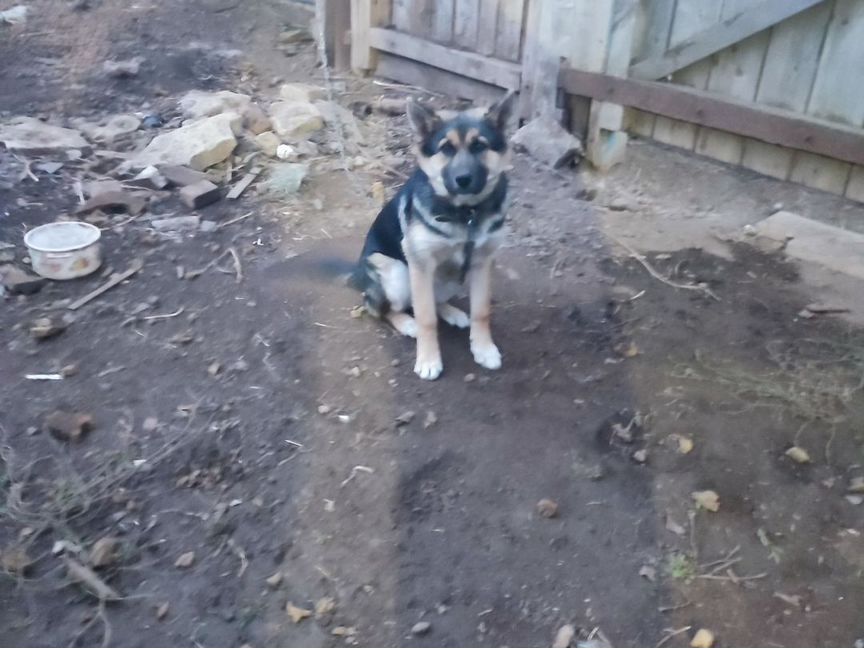 Немецкая овчарка смешанная с Хаски