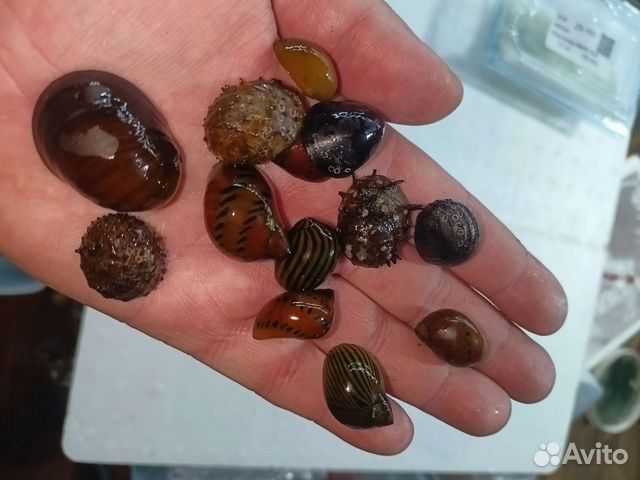 Неретина улитка