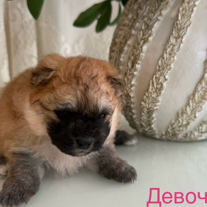 Померанский шпиц, щенок