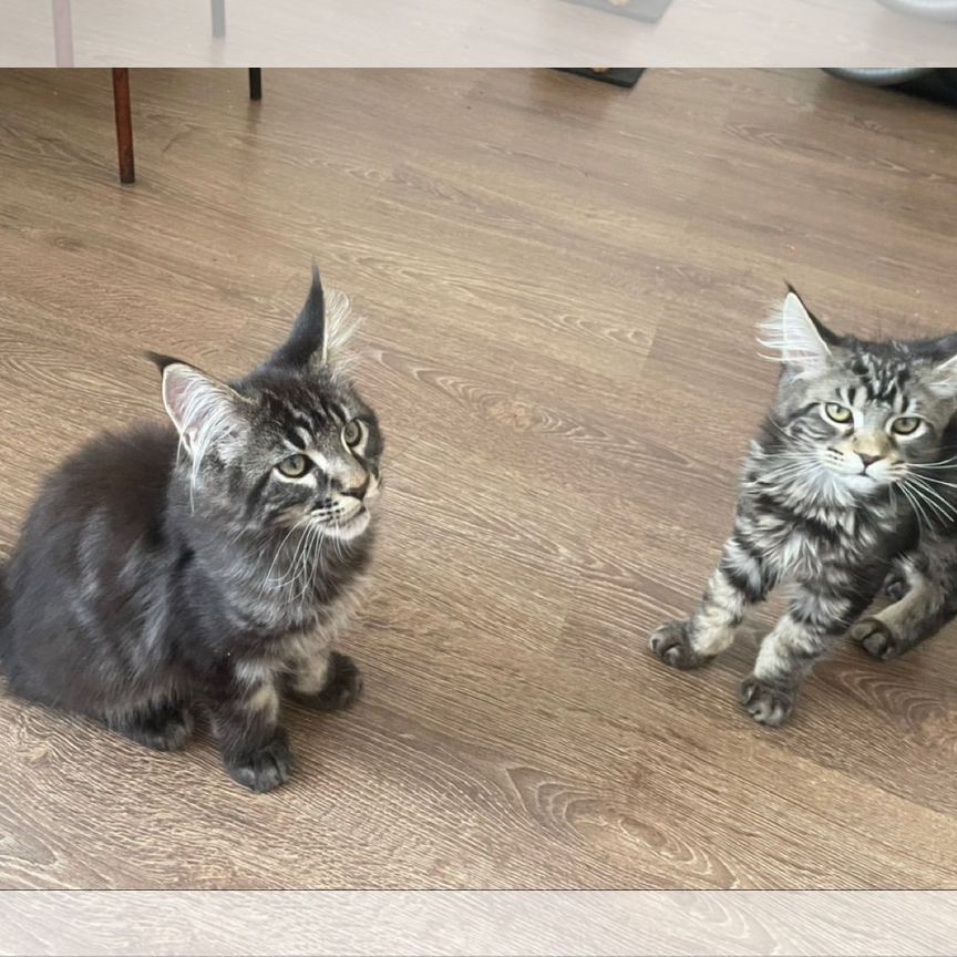 Мейн-кун котёнок