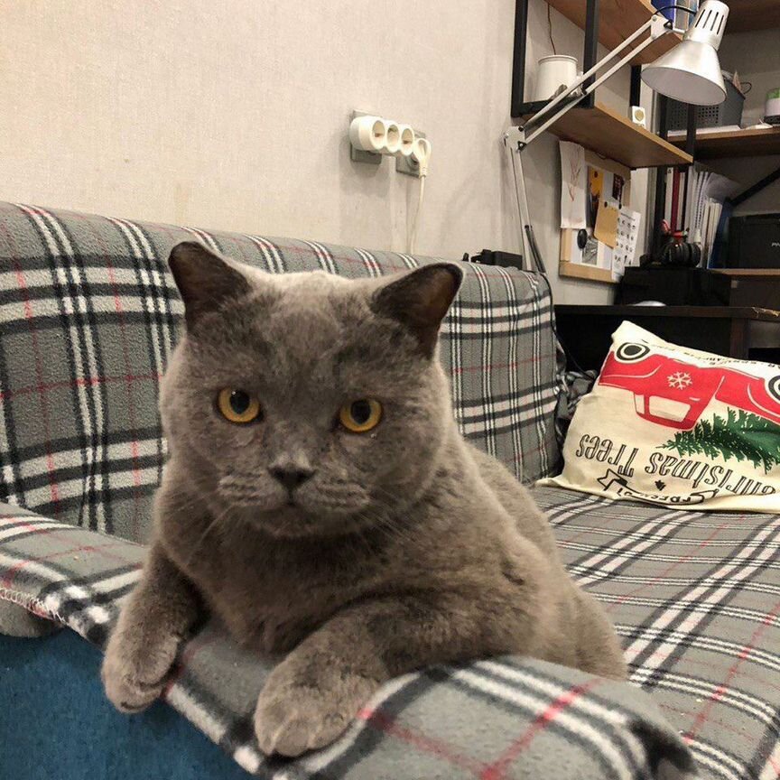 Роскошная кошка в дар