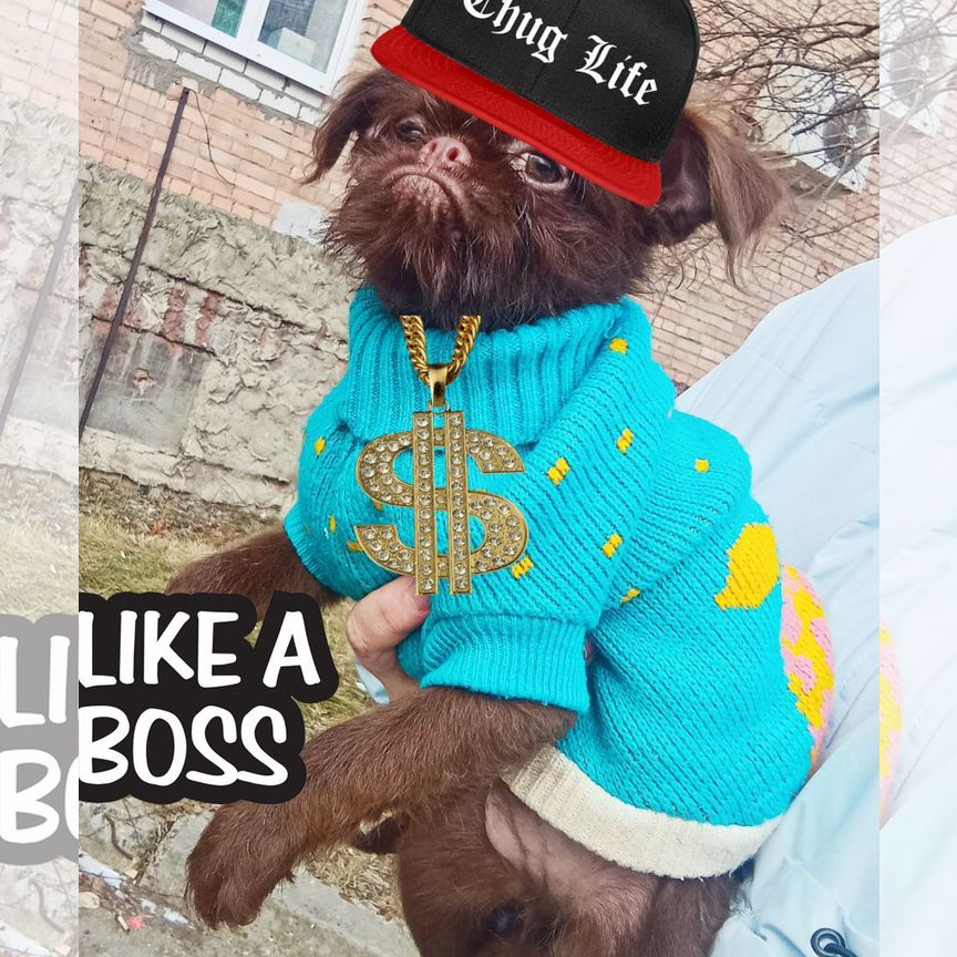 Мальчик бельгийский гриффон