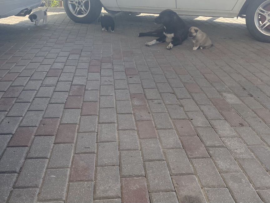 Щенки очень маленькие бесплатно