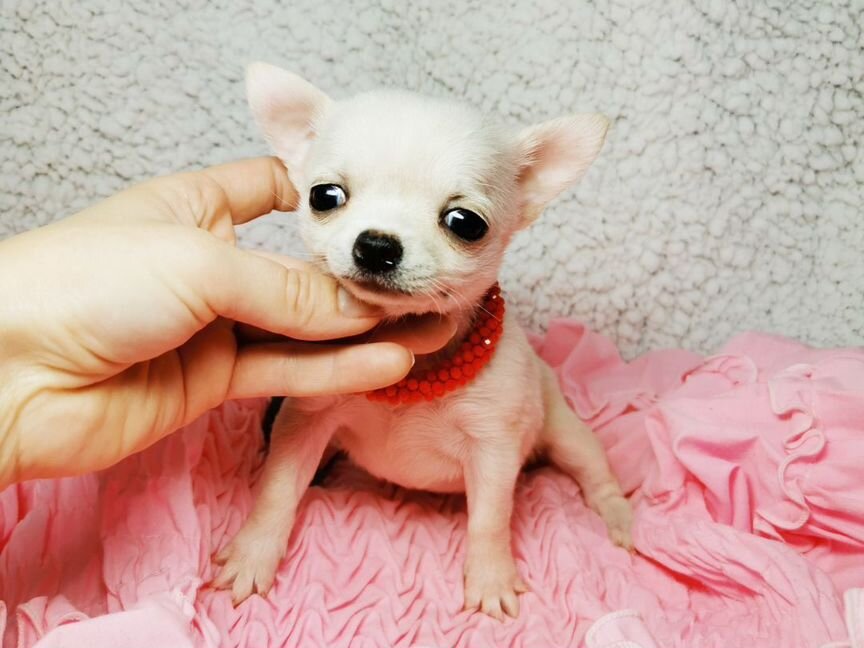 Микро и мини чихуахуа