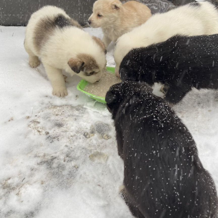 Щенок в добрые руки