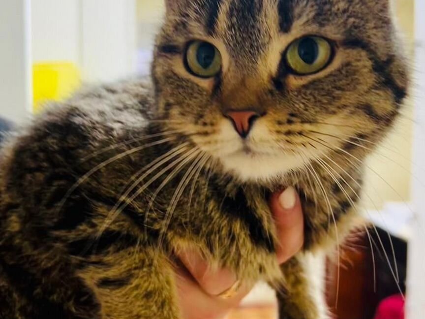 Кошечка ищет домик