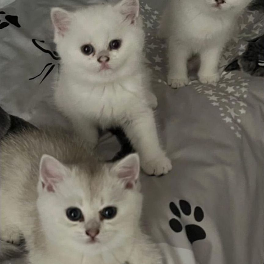 Британские котята