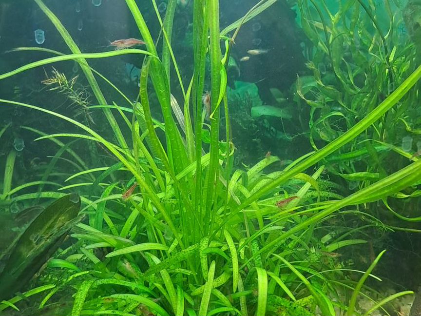 Аквариумные растения