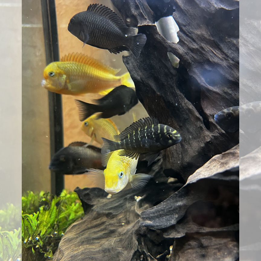 Трофеусы Молиро