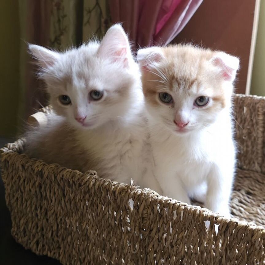 Котята в поисках хозяев