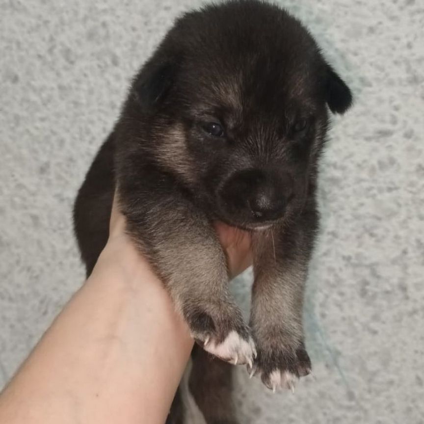 Щенок в добрые руки