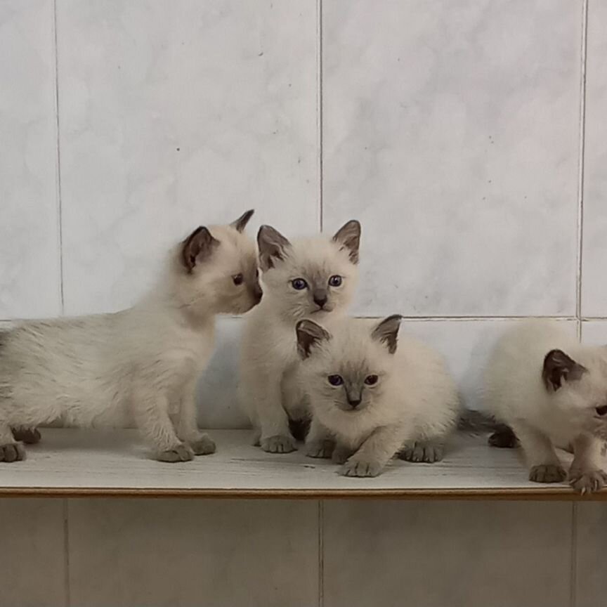 Тайские котята