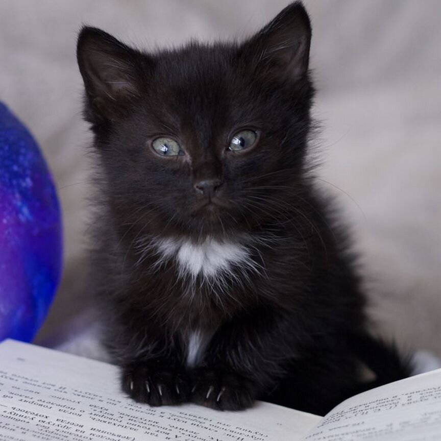 Котёнок в добрые руки