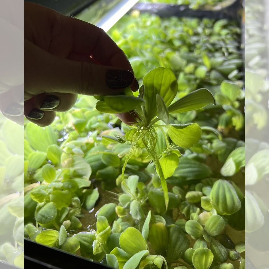 Пистия растение