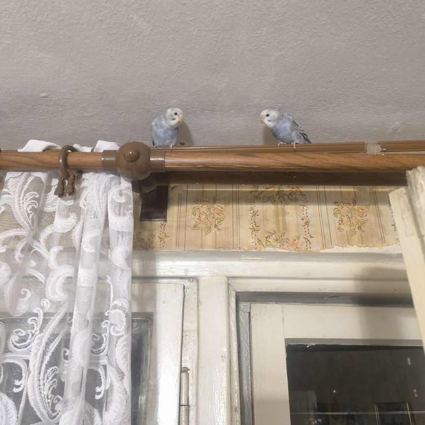 Попугай