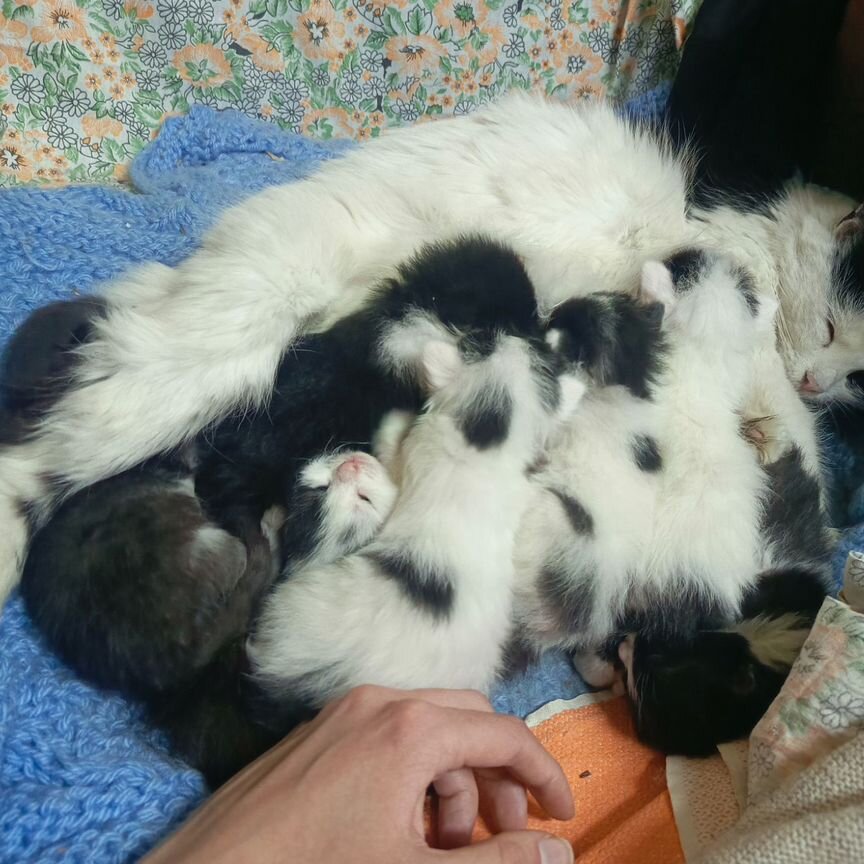 Котята в добрые руки. 4 девочки, 3 мальчика