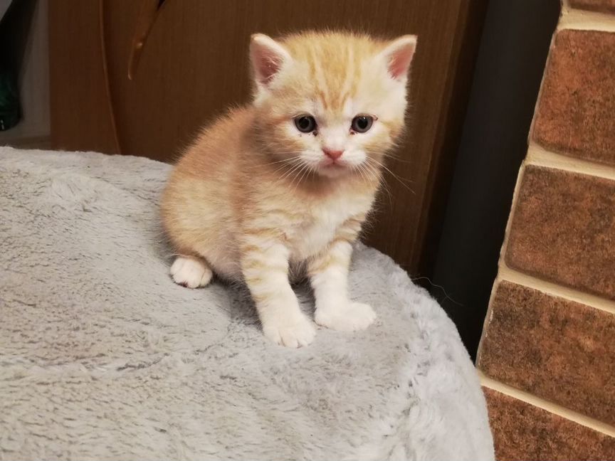 Котята британцы