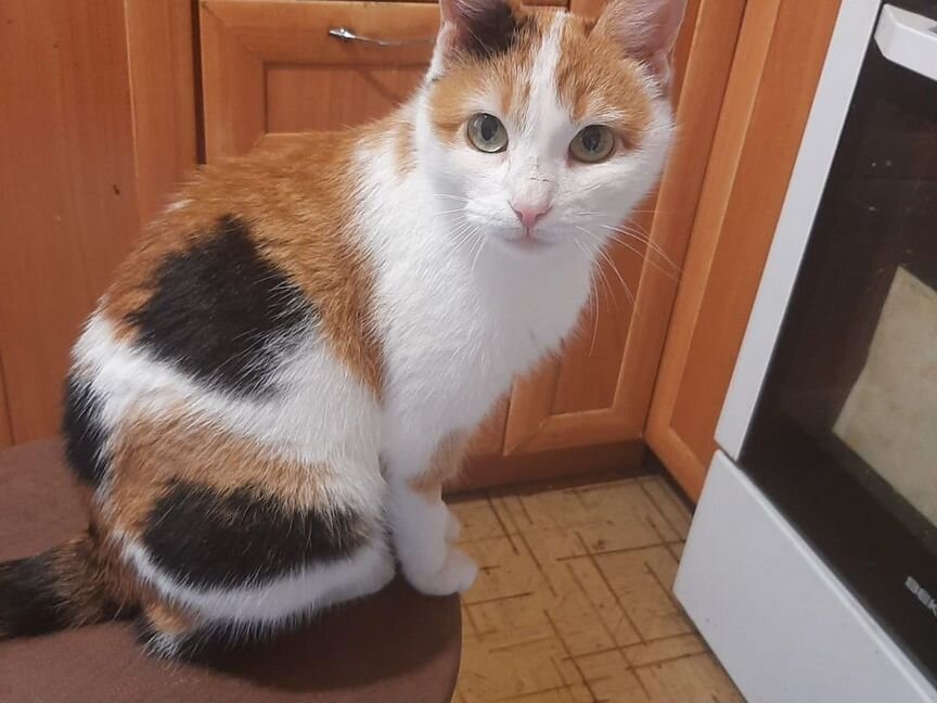 Домашний приют кошечка Дашуля