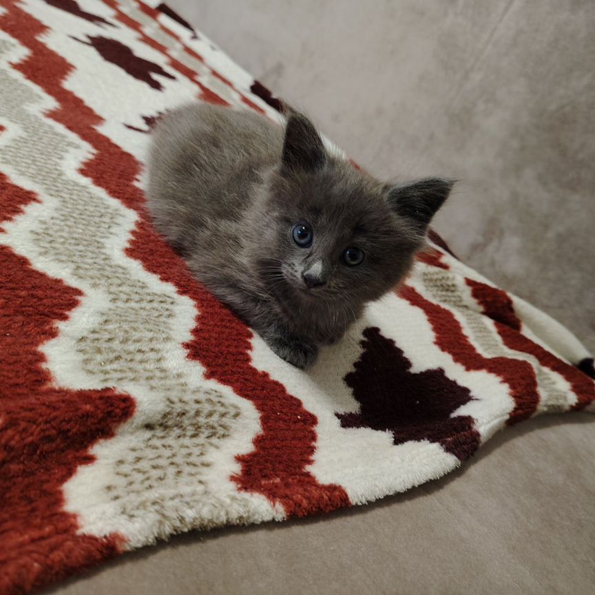 Котёнок от частного владельца