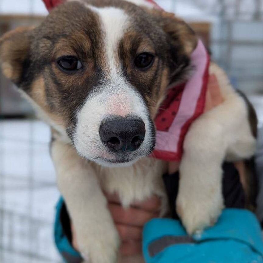 Щенок в добрые руки