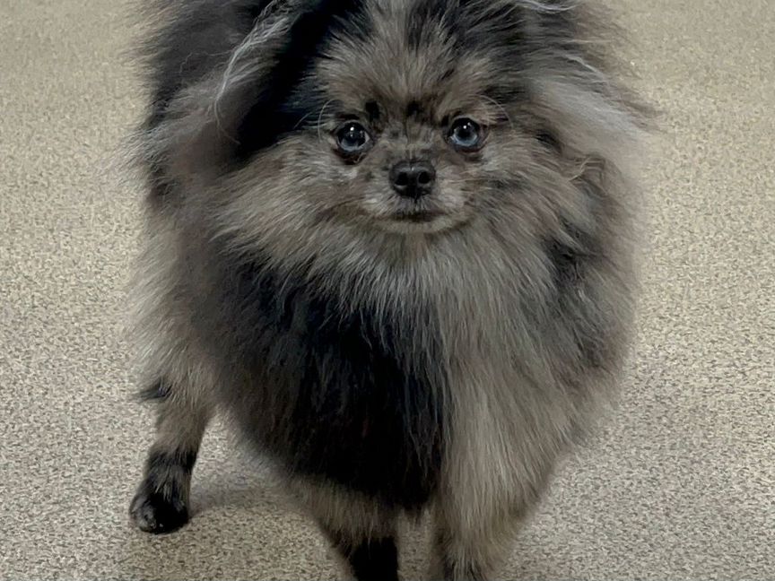 Мальчик мерле с документами