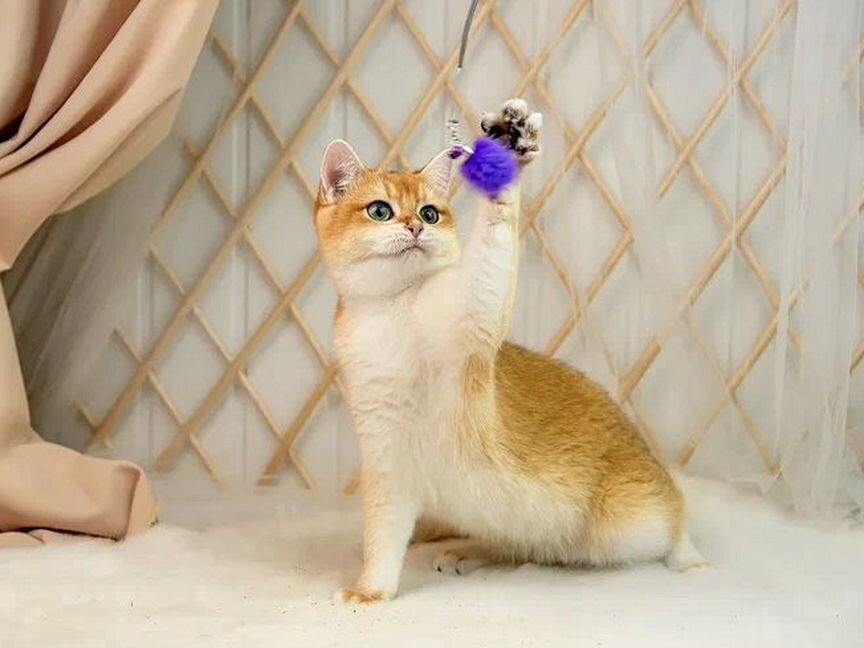 Кошечка золотая шиншилла