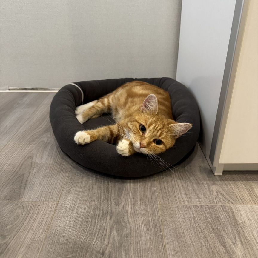 Отдам кошку в добрые руки