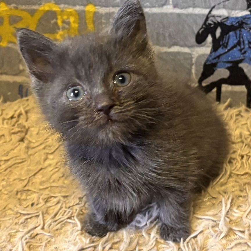 Котёнок в добрые руки